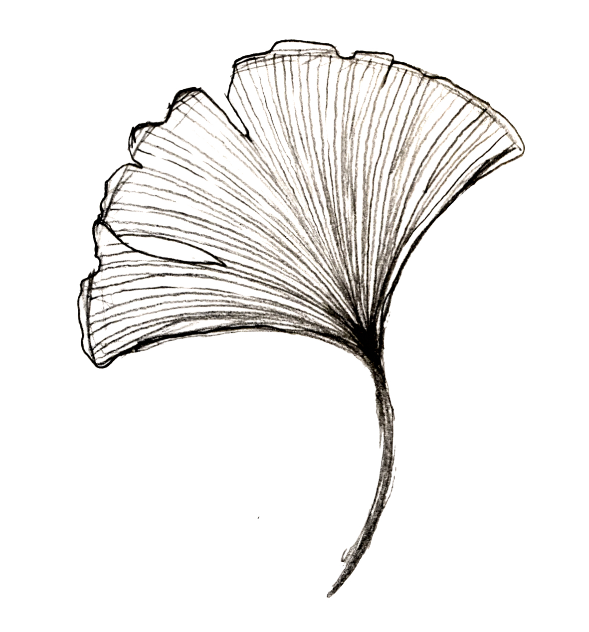 Ginkgo leaf part 1: drawing – Sandrine Maugy