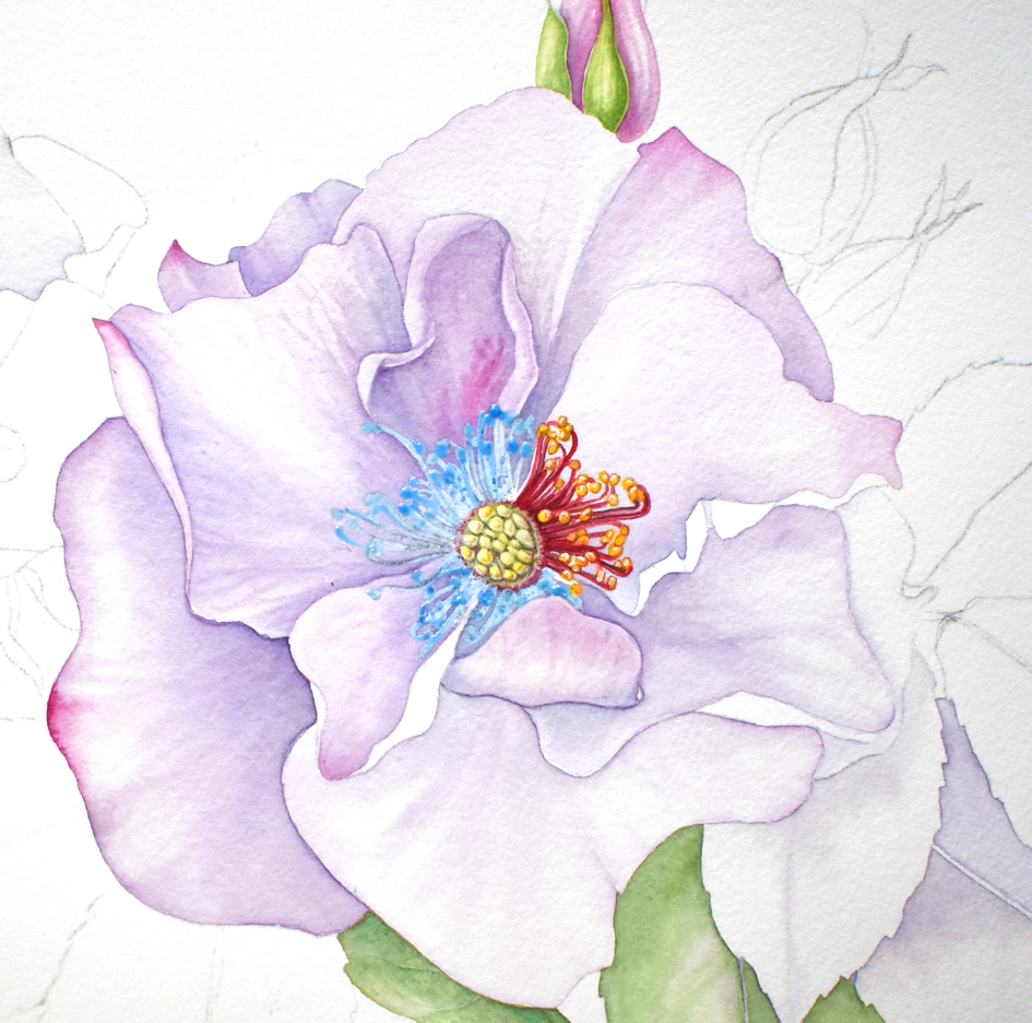 Pigment spotlight: testing Daniel Smith Quinacridone Lilac – Sandrine Maugy