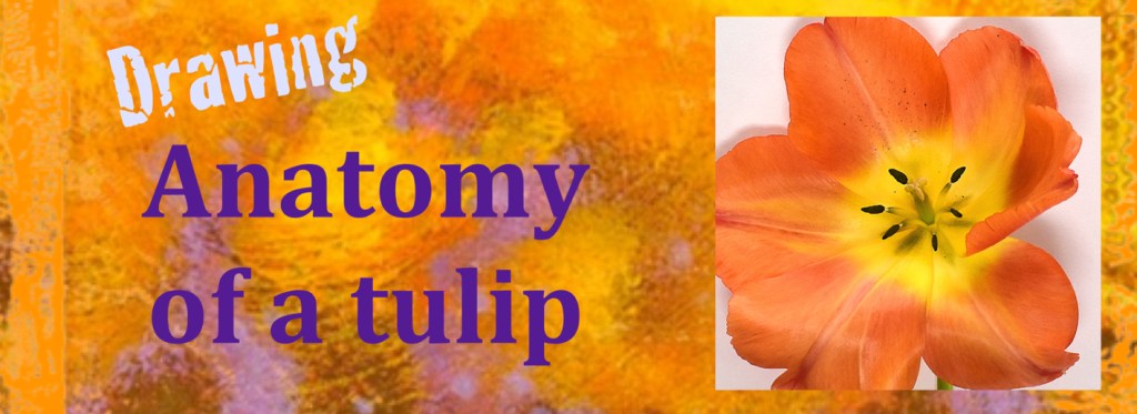 Anatomy of a tulip – Video – Sandrine Maugy