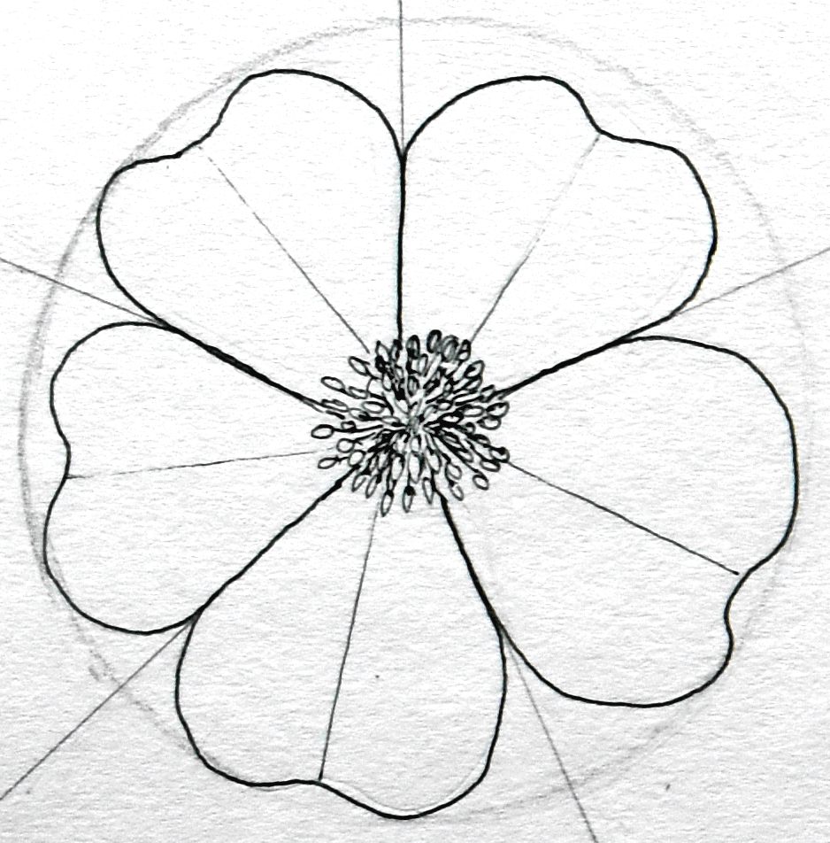 Drawing Garden Roses 1: flat single rose (Rose Drawing Challenge 2020 ...