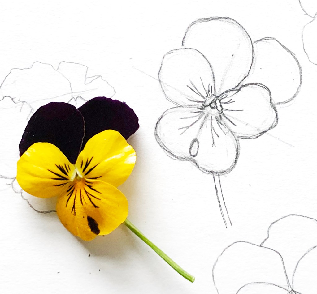 Botanical Drawing tutorial – Viola/Pansy – Sandrine Maugy