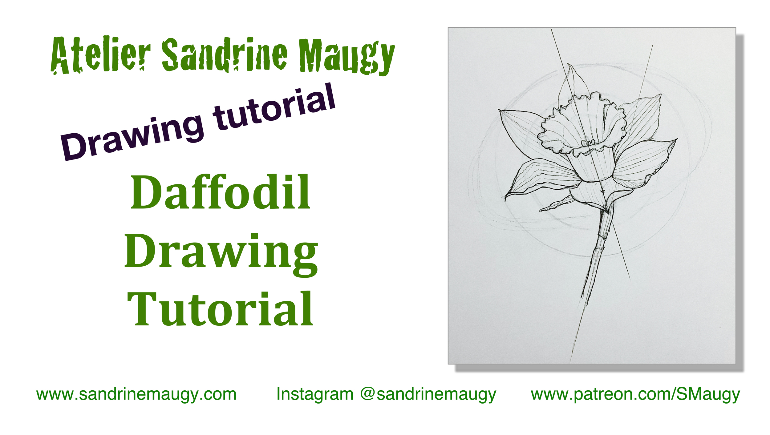 Daffodil drawing tutorial – Sandrine Maugy