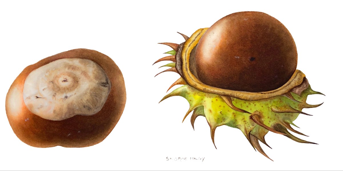 Botanical art tutorial: conker in watercolour – Sandrine Maugy