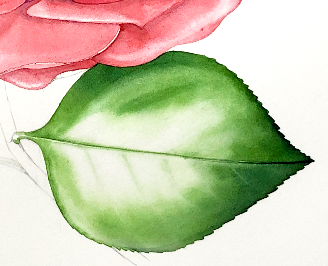 Glossy leaf with wet-on-wet watercolour – Painting a Camellia leaf ...