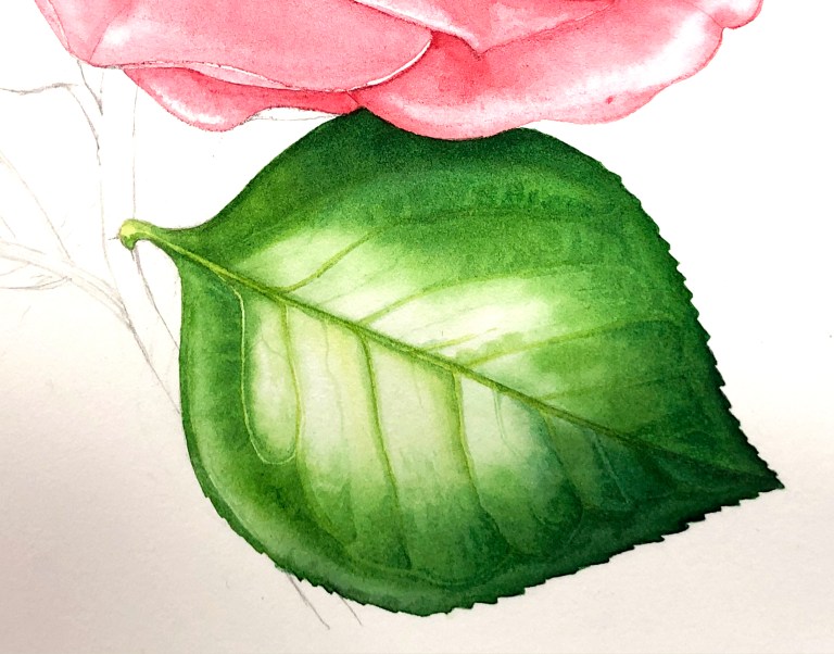Glossy leaf with wet-on-wet watercolour – Painting a Camellia leaf ...