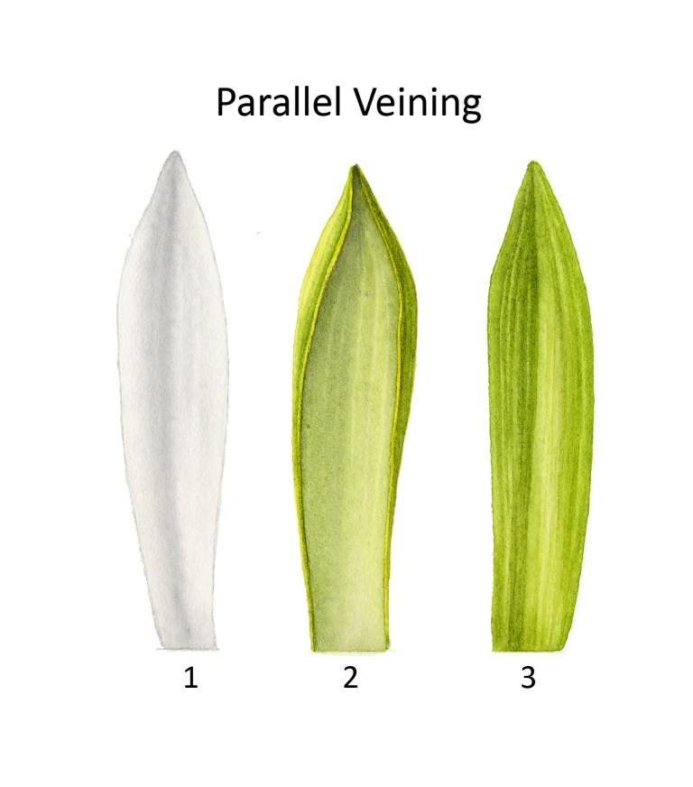 Drawing Long Leaves with Parallel Veining – Sandrine Maugy